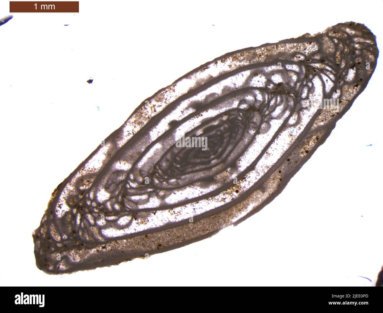 Syntype protista hi-res stock photography and images - Alamy