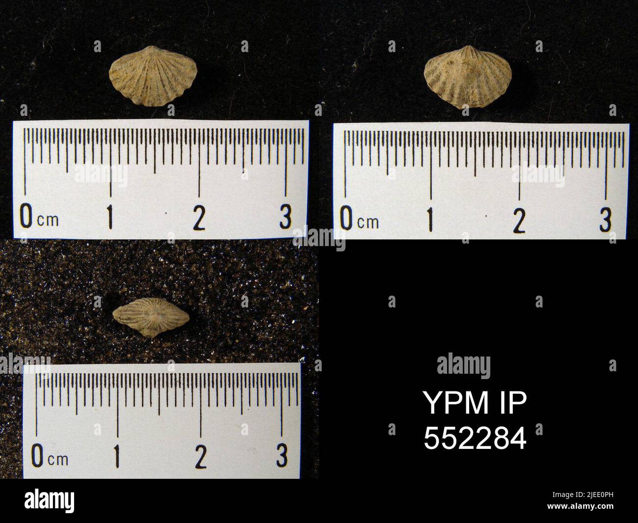 Trematospira camura hall hi-res stock photography and images - Alamy