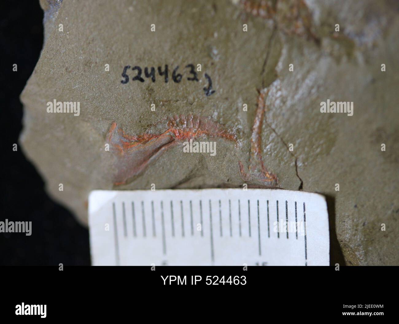 Genus cornuta hi-res stock photography and images - Alamy