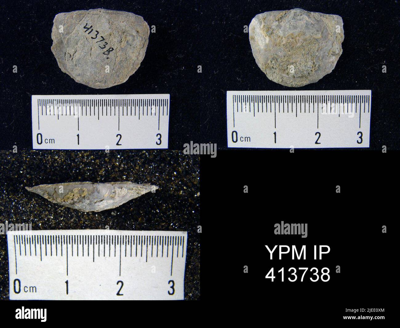 Strophomenida hi-res stock photography and images - Alamy