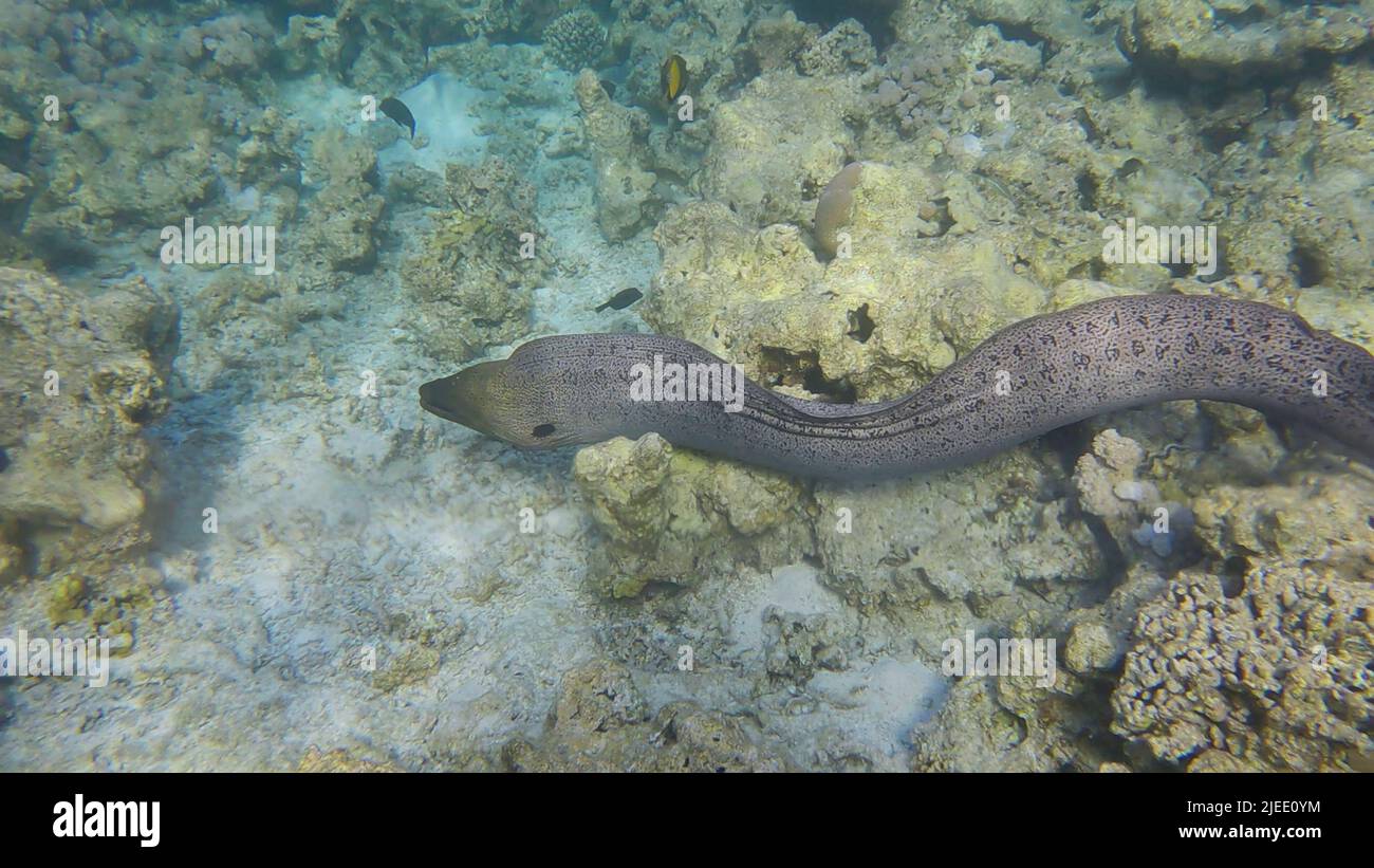 Red Sea, Egypt. 26th June, 2022. Close up of Moray eel swims over top ...
