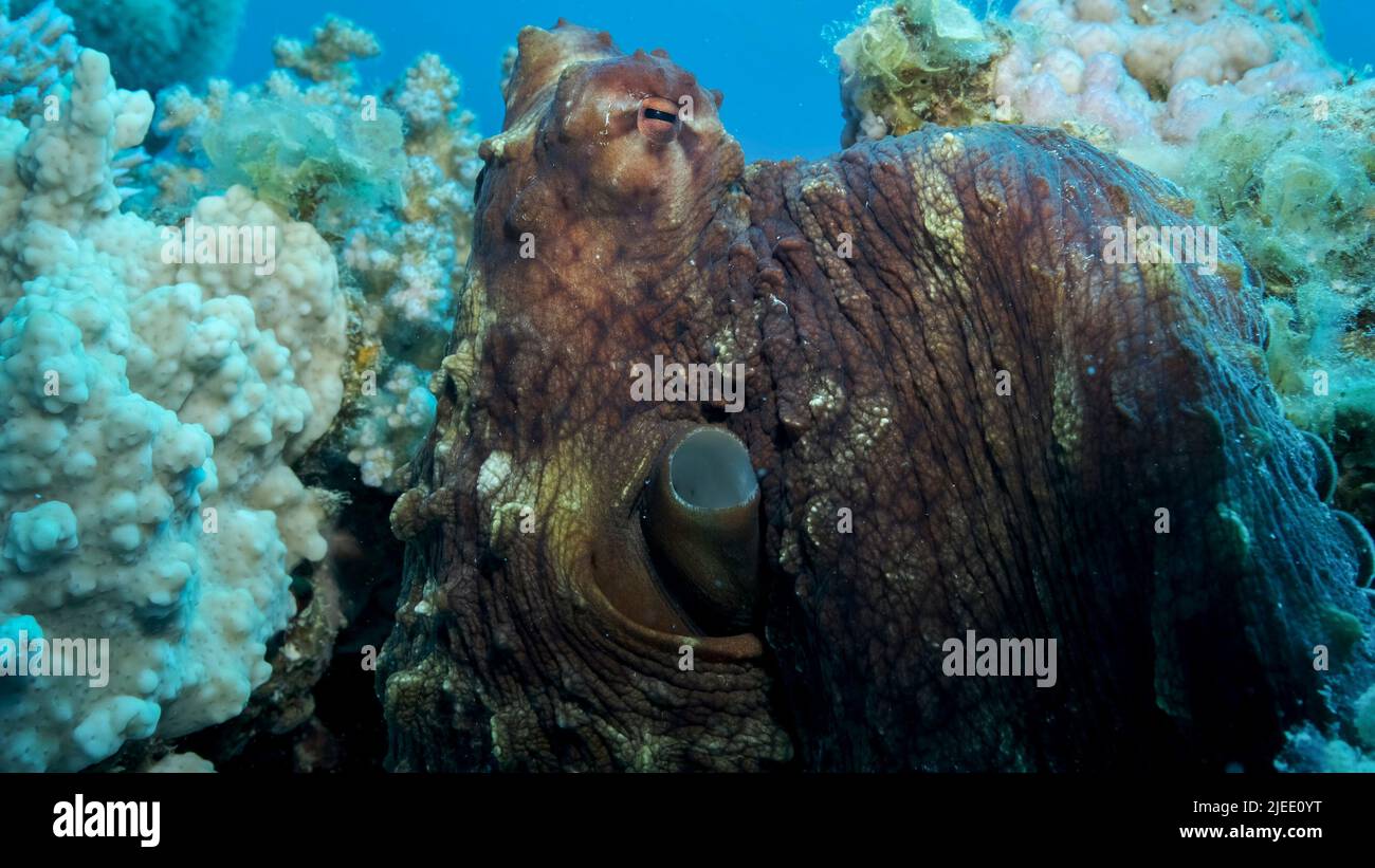 Red Sea, Egypt. 26th June, 2022. Portrait of big red Octopus sits on ...