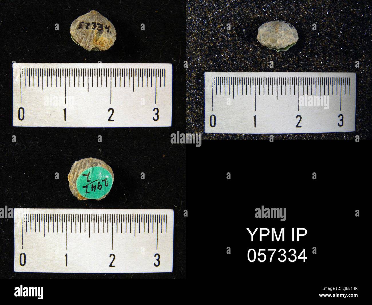 Uncinulus wadei animalia hi-res stock photography and images - Alamy