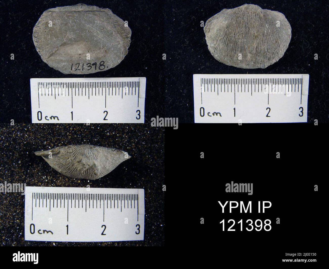 Atrypa hi-res stock photography and images - Alamy