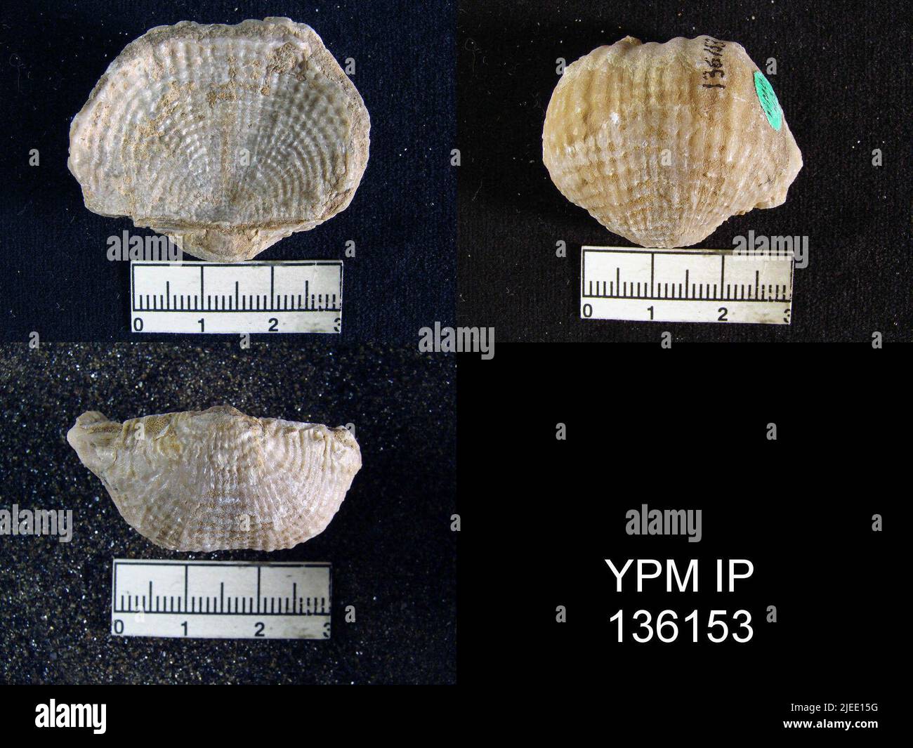 Productus (Dictyoclostus) indicus Stock Photo - Alamy