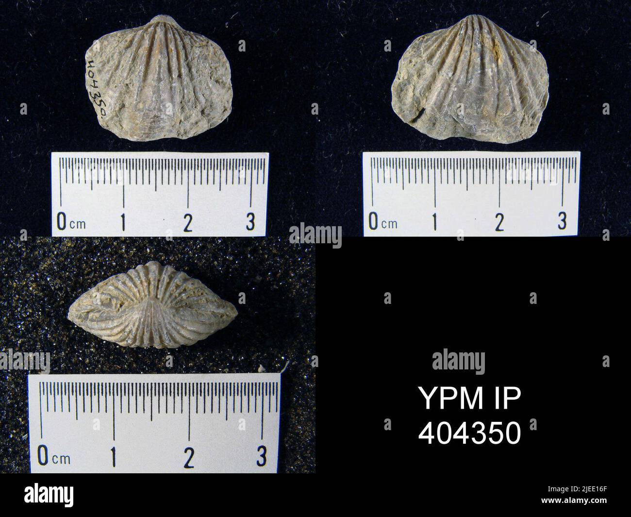 Spirifer sp hi-res stock photography and images - Alamy