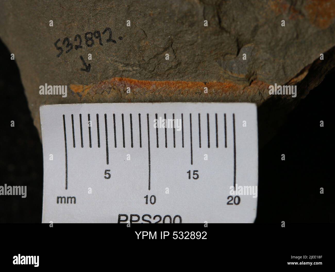 Graptolithina graptolites hi-res stock photography and images - Alamy