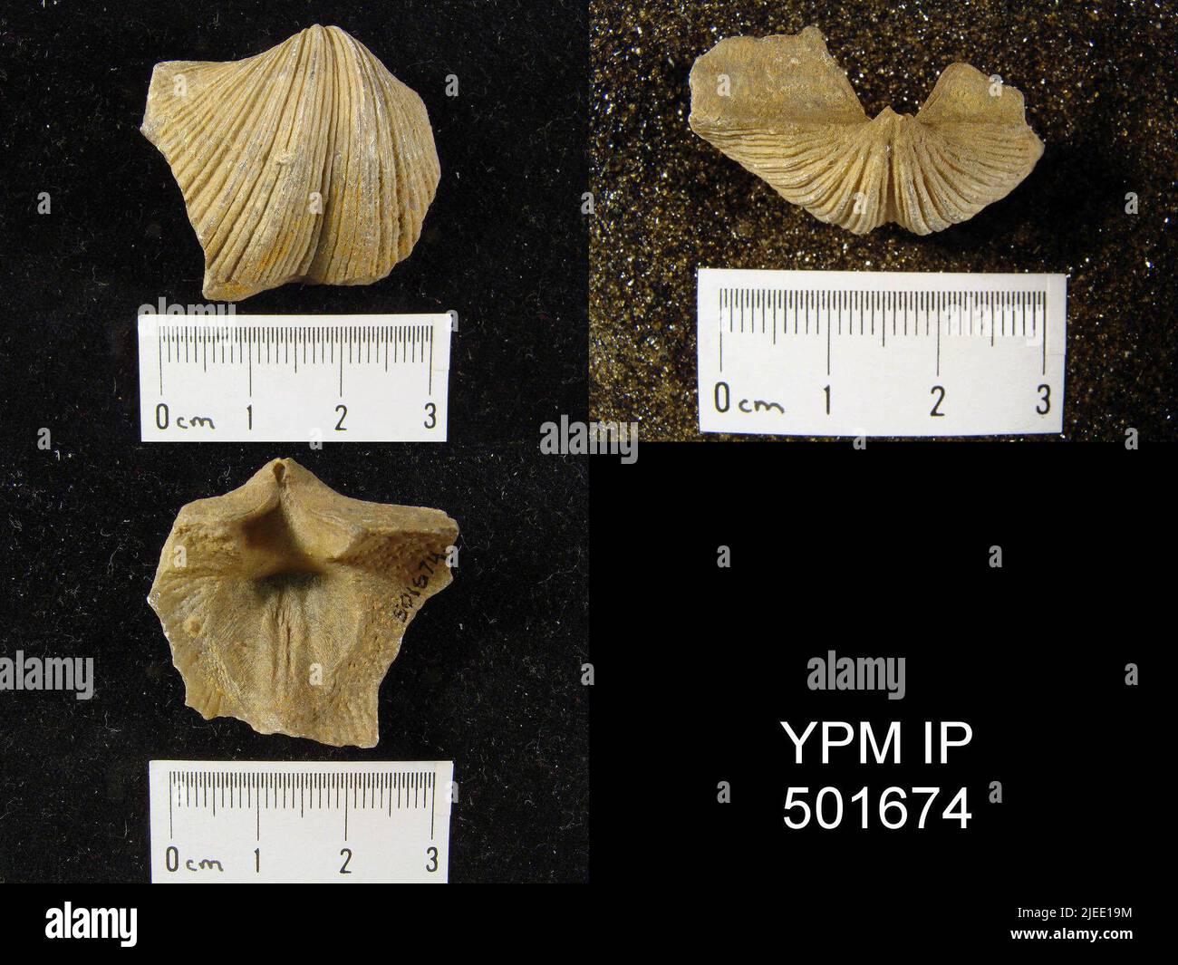 Neospirifer cameratus morton hi-res stock photography and images - Alamy