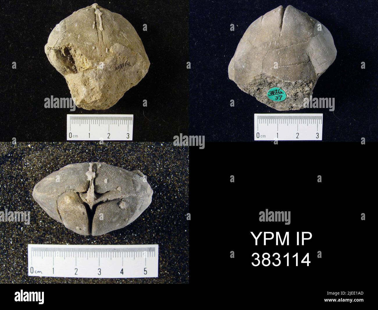 Pentamerus sp animalia hi-res stock photography and images - Alamy