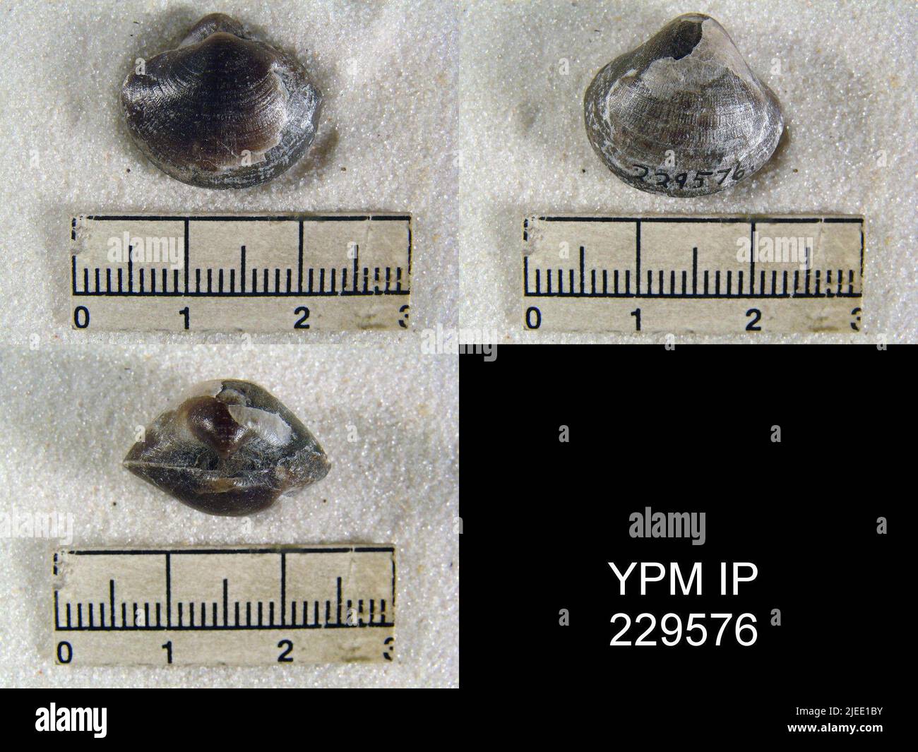 Squamularia perplexa mcchesney animalia hi-res stock photography and ...