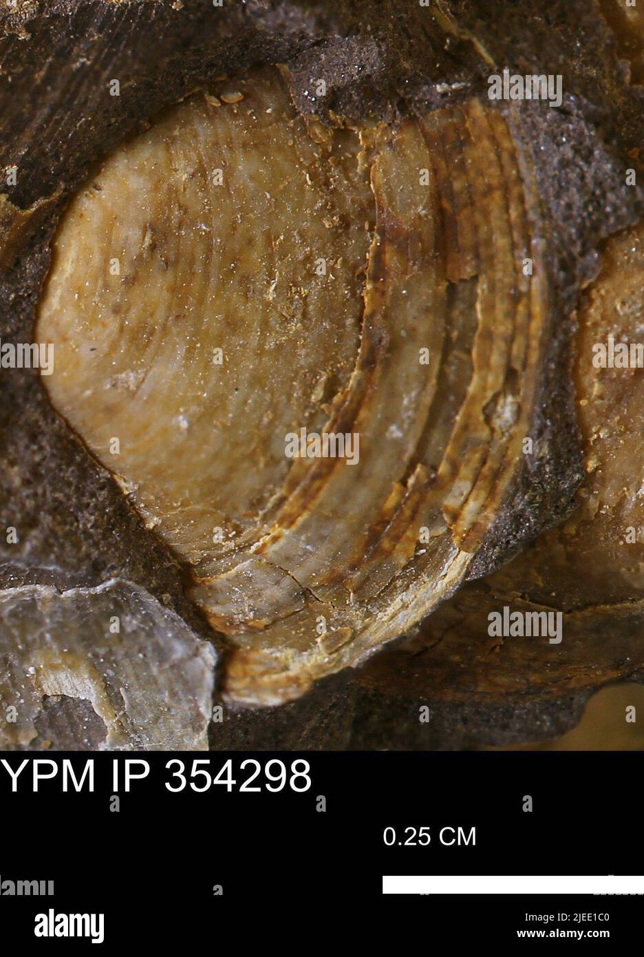 Undet bivalvia animalia hi-res stock photography and images - Alamy