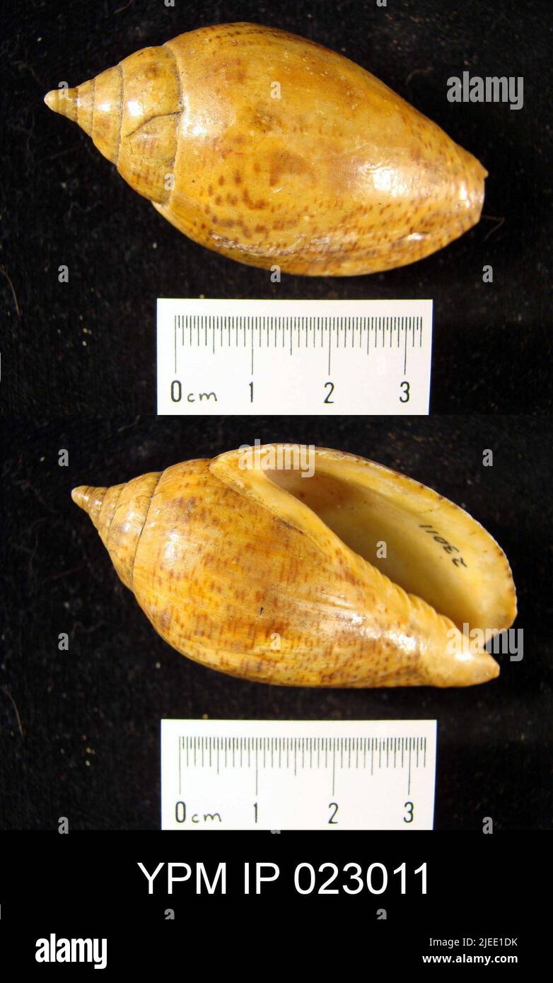 Canarium hi-res stock photography and images - Alamy