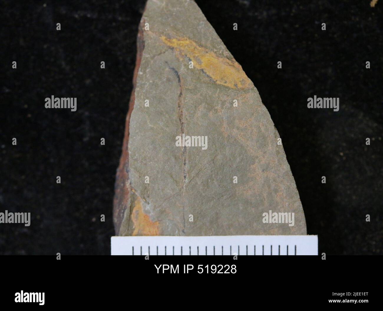 Undet ichnofossil ichnofossil ichnofossils hi-res stock photography and ...