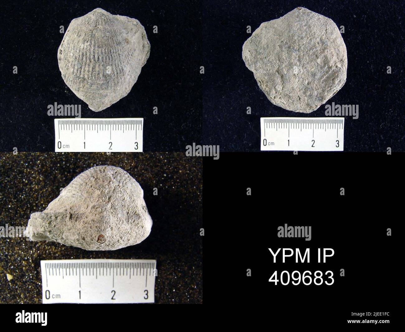 Atrypa sp animalia hi-res stock photography and images - Alamy