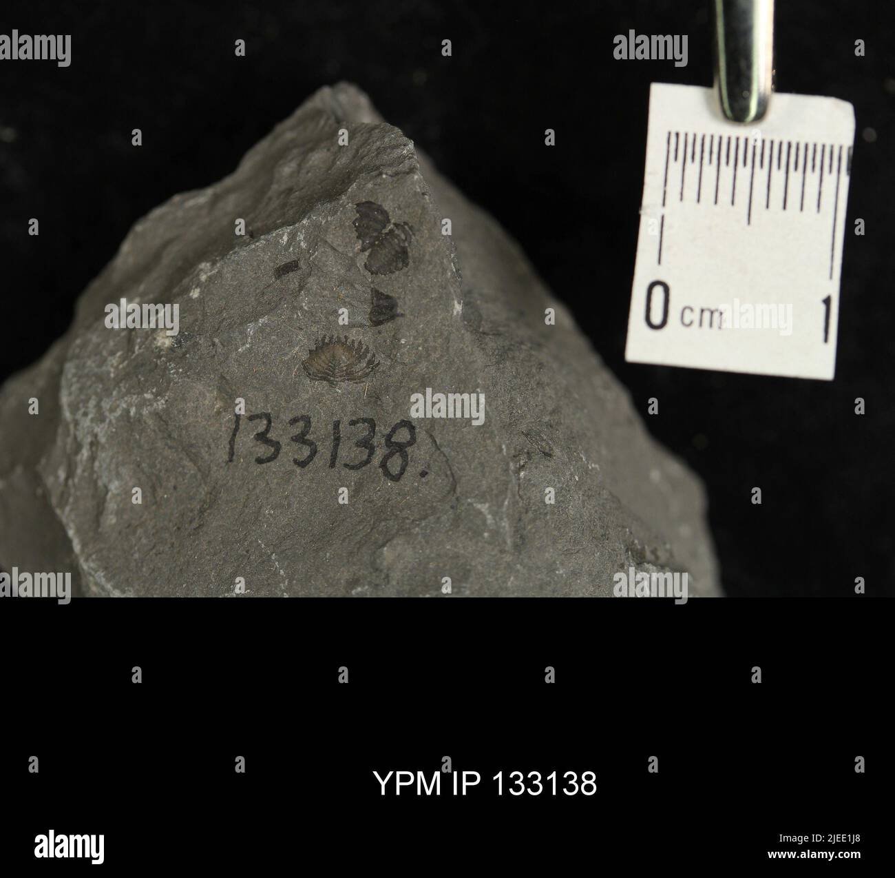 Boothi hi-res stock photography and images - Alamy