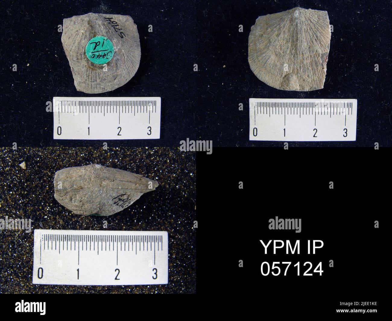 Orthostrophia strophomenoides (Hall Stock Photo - Alamy