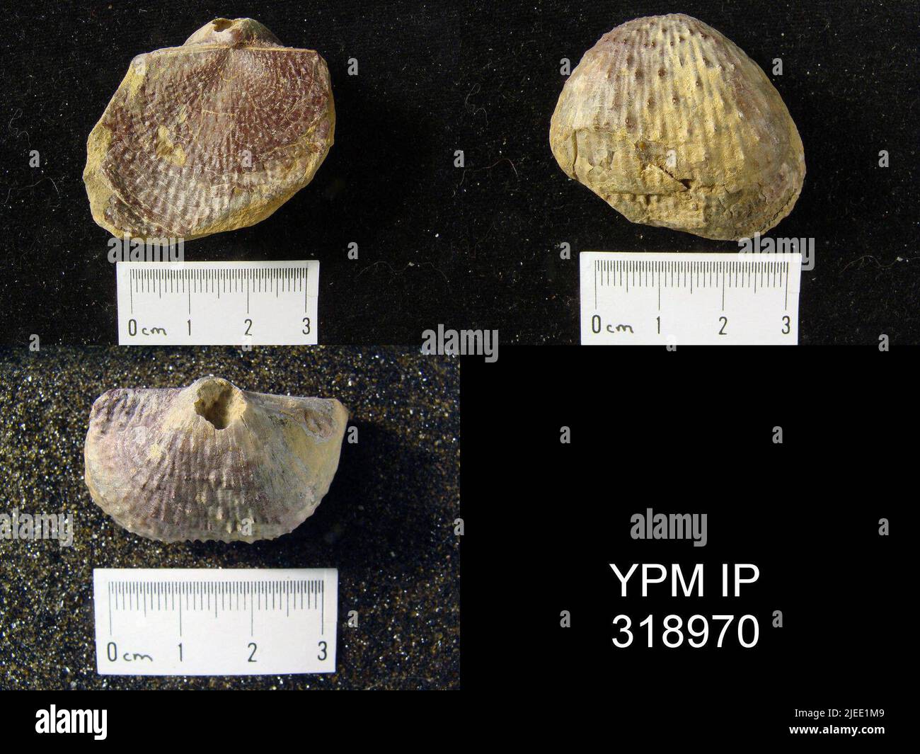 Pustula nebrascensis Owen Stock Photo - Alamy