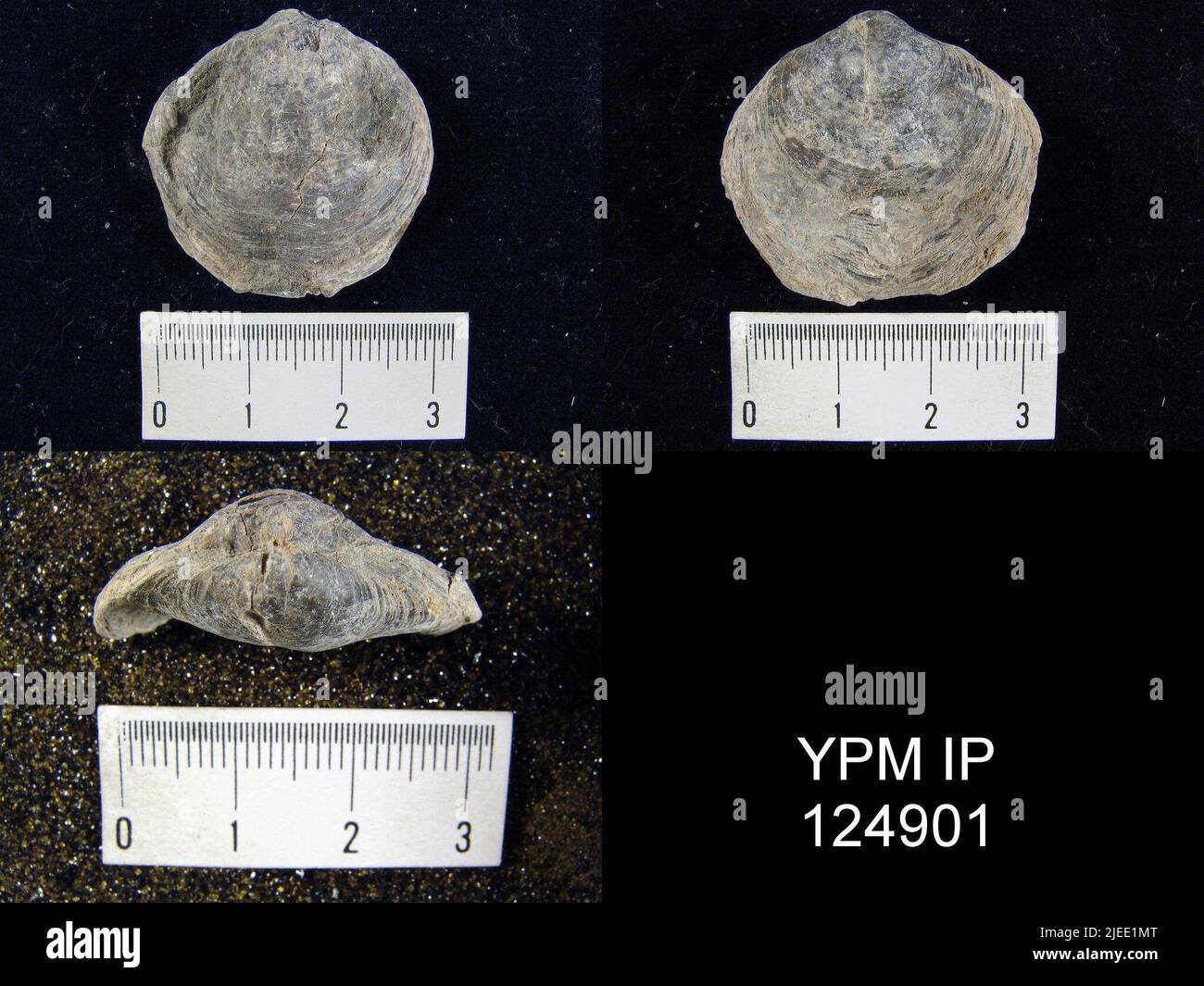 Athyris spiriferoides Eaton Stock Photo - Alamy