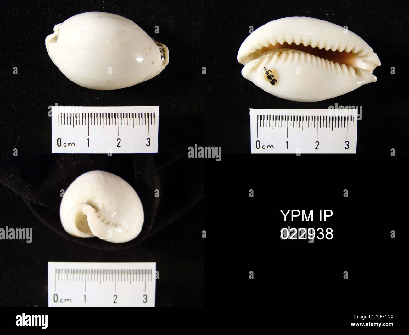 Cypraea sp hi-res stock photography and images - Alamy