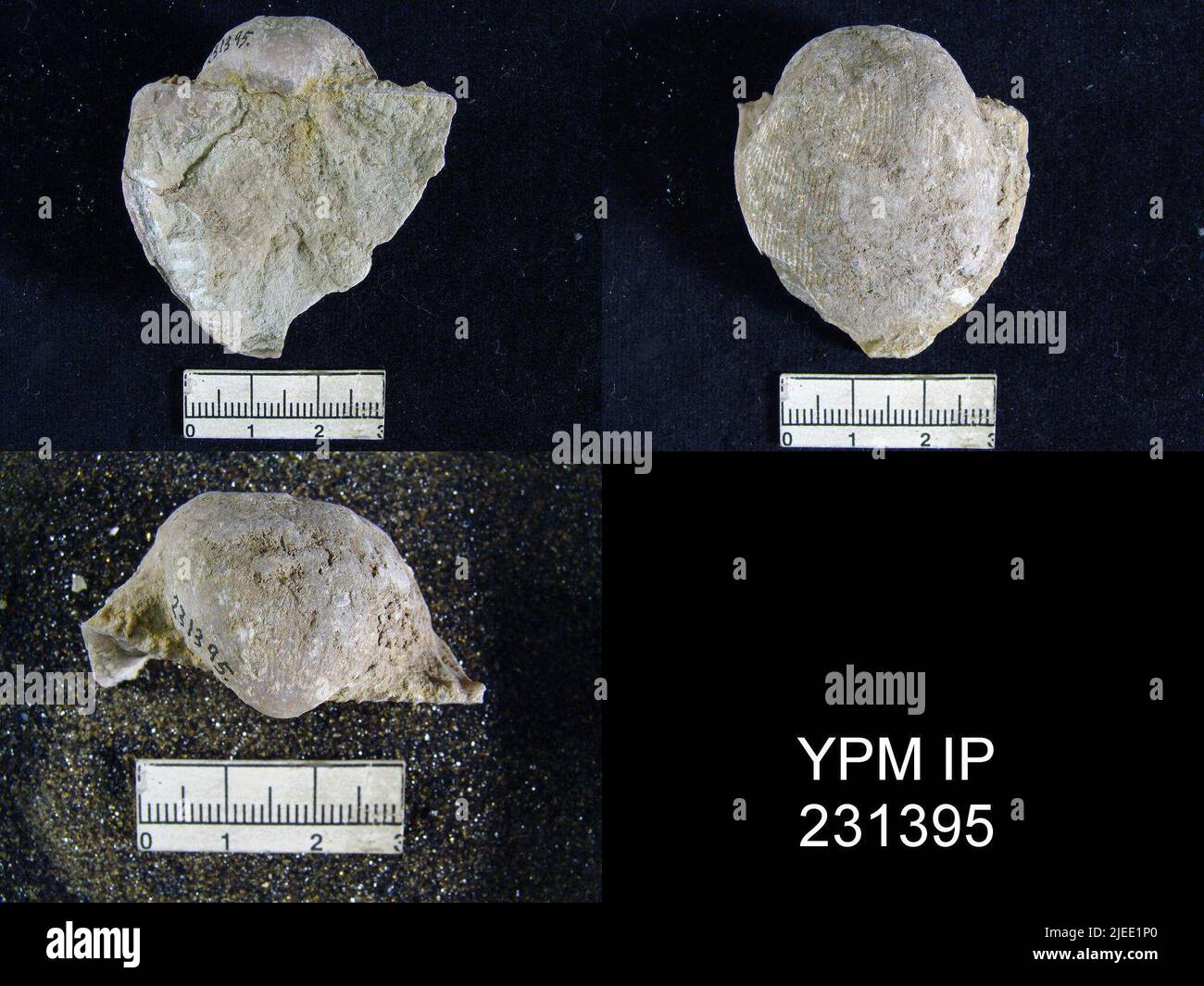 Productus cora d'Orbigny Stock Photo - Alamy