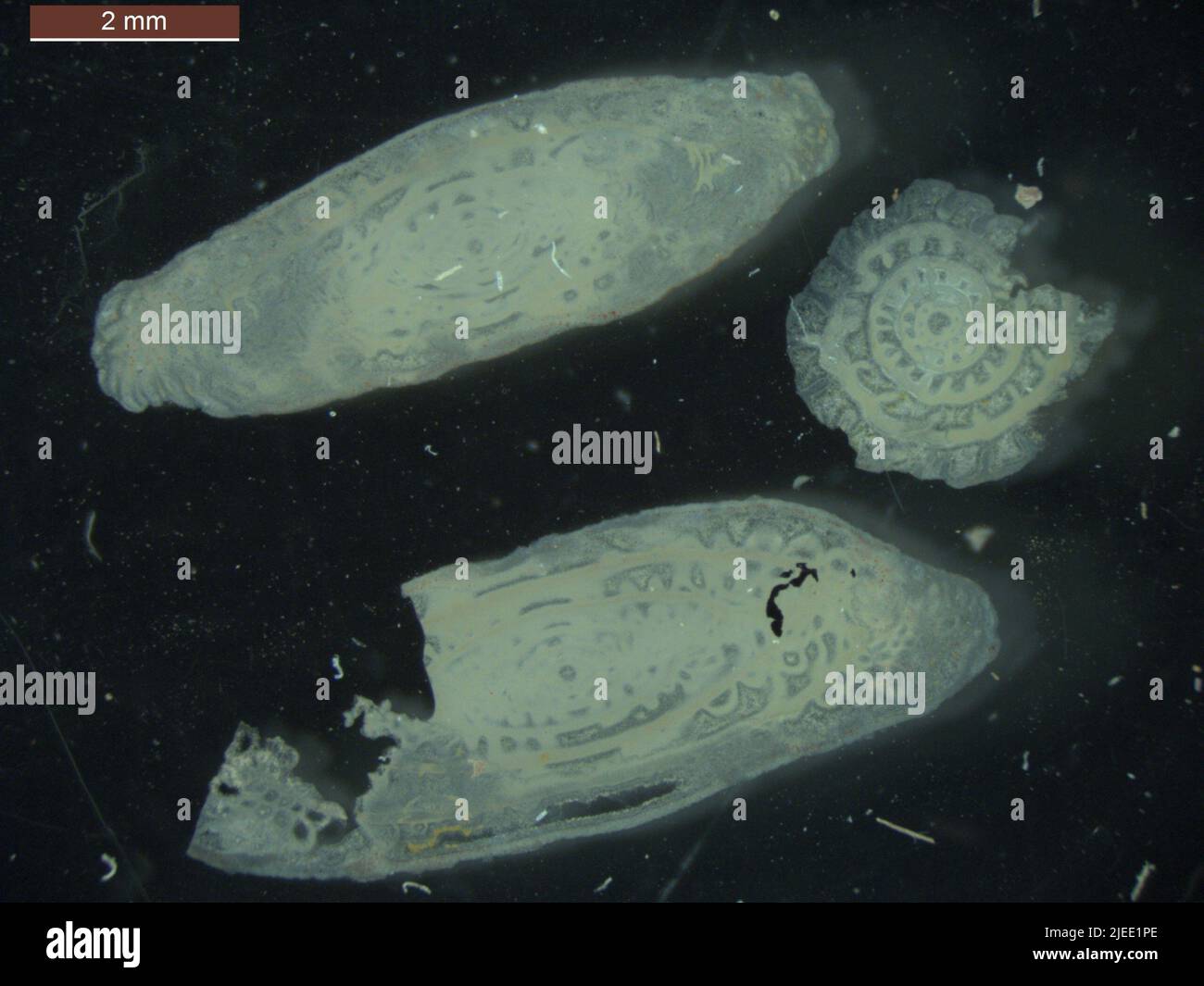 Syntype protista hi-res stock photography and images - Alamy
