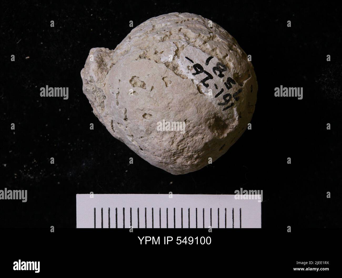 1984 ichnofossil hi-res stock photography and images - Alamy