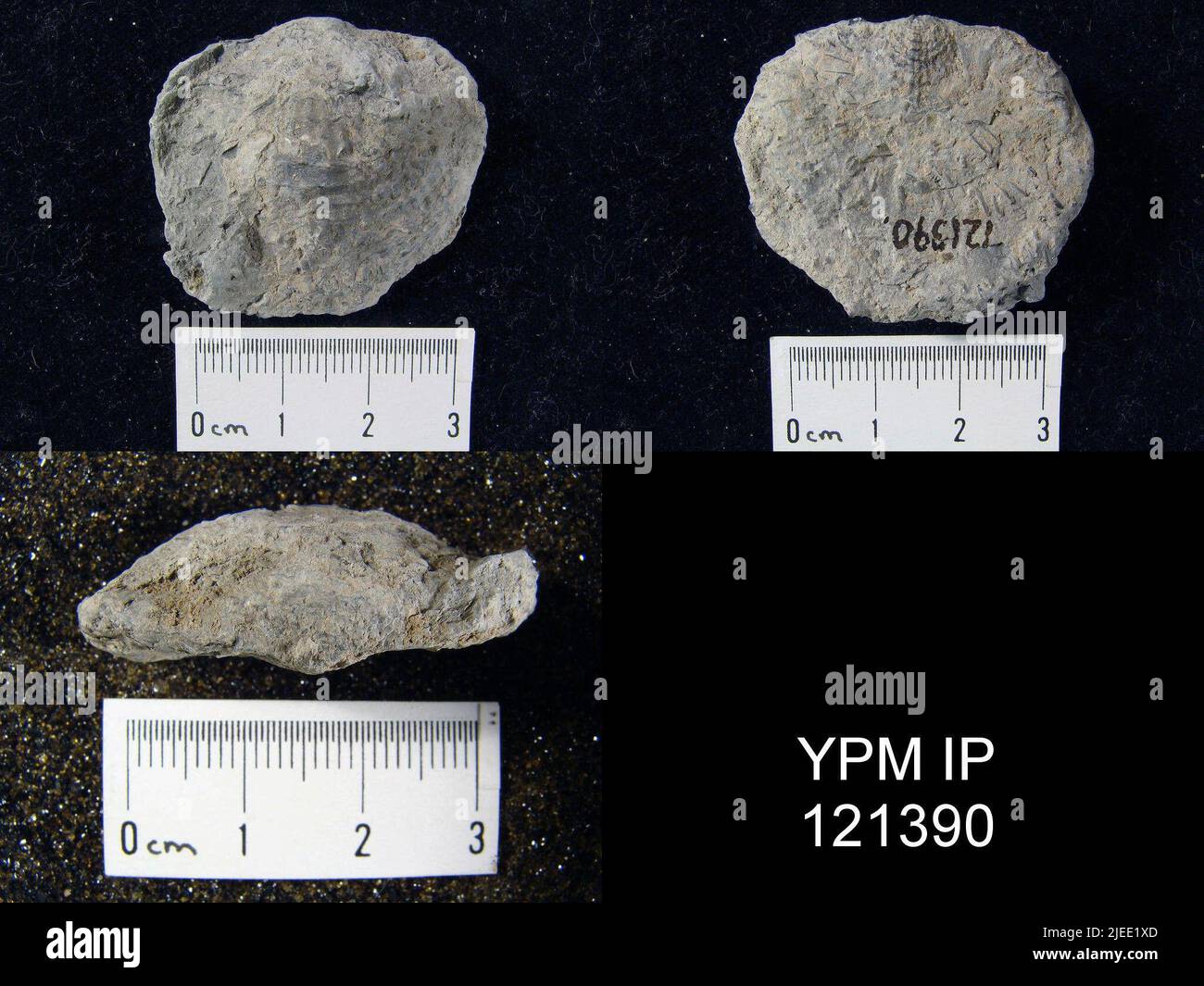 Atrypa aspera animalia hi-res stock photography and images - Alamy