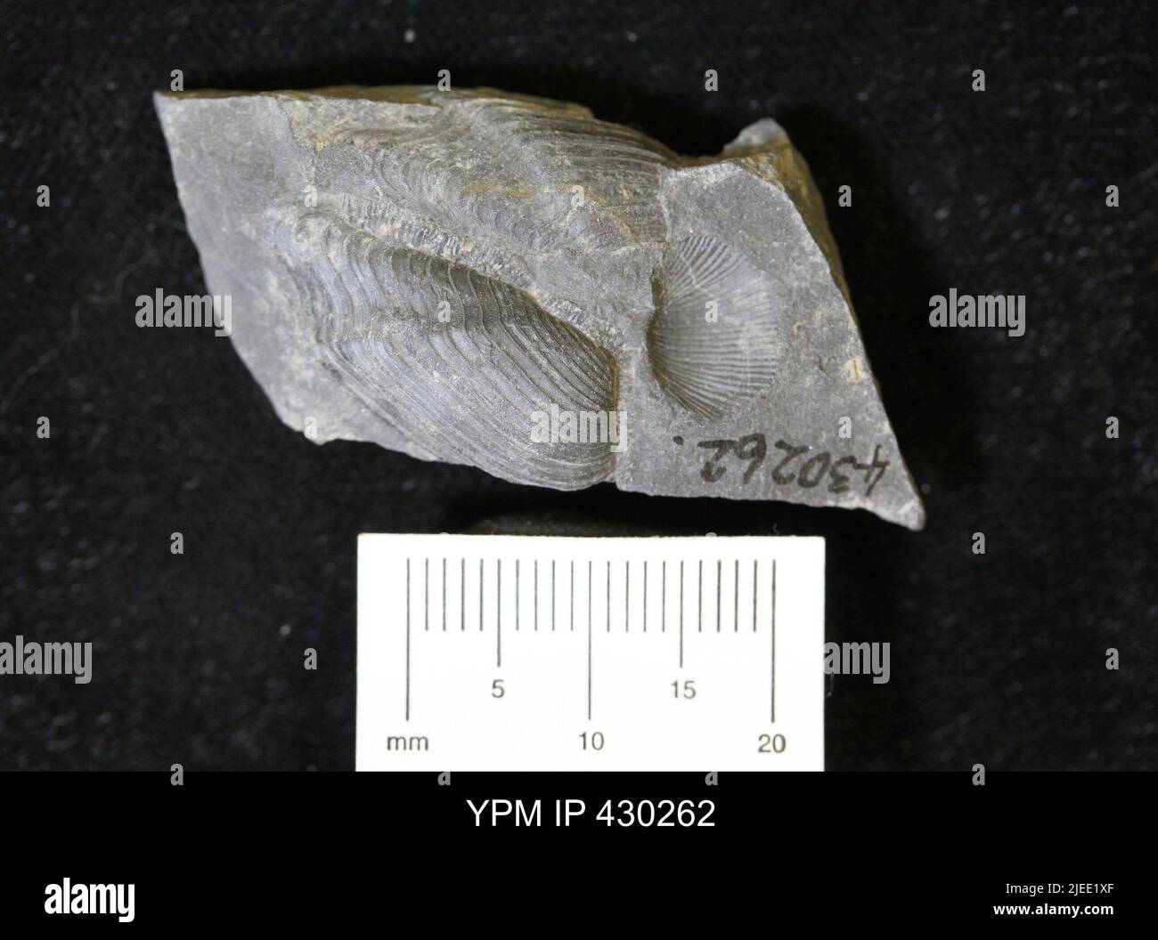 Paleoneilo emarginata animalia hi-res stock photography and images - Alamy