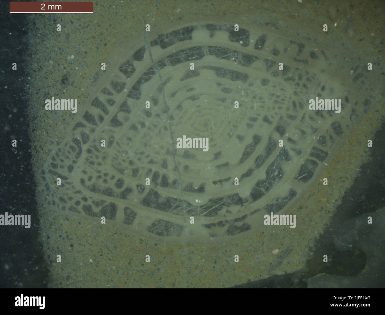 Rhizopo hi-res stock photography and images - Alamy