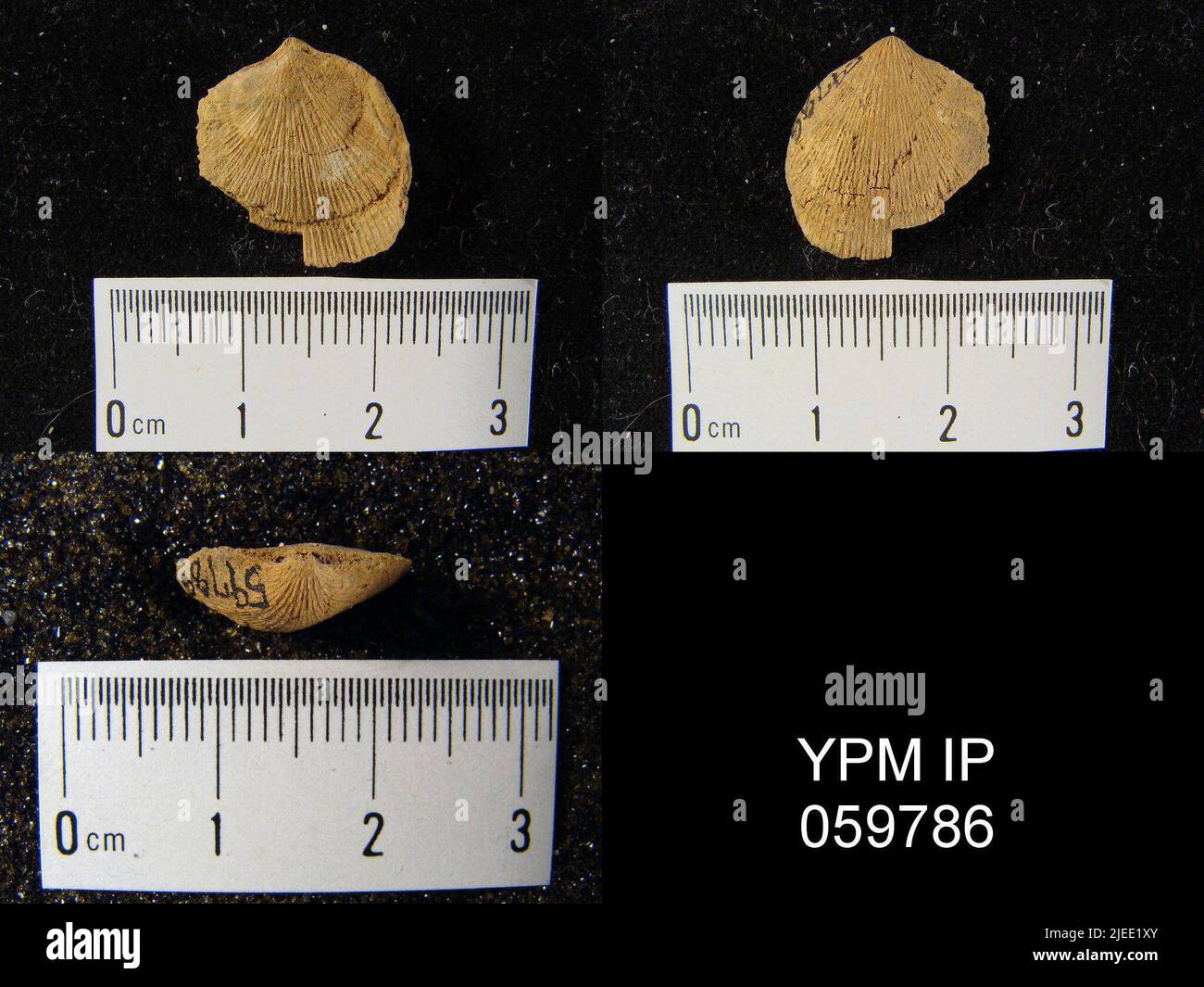 Dalmanella planiconvexa Hall, 1859 Stock Photo - Alamy