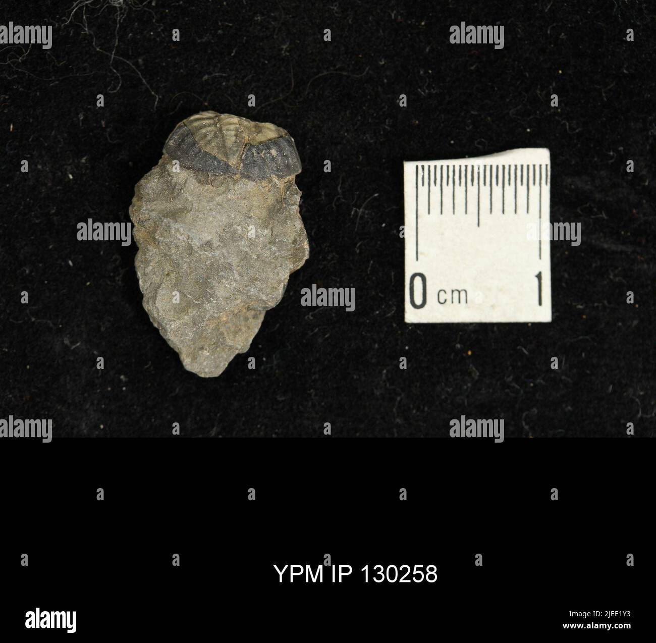 Eldredgeops rana (Green Stock Photo - Alamy