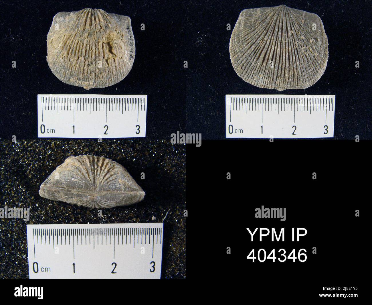 Orthostrophia strophomenoides (Hall Stock Photo - Alamy