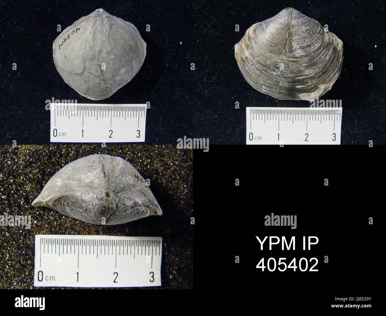 Athyris spiriferoides Eaton Stock Photo - Alamy