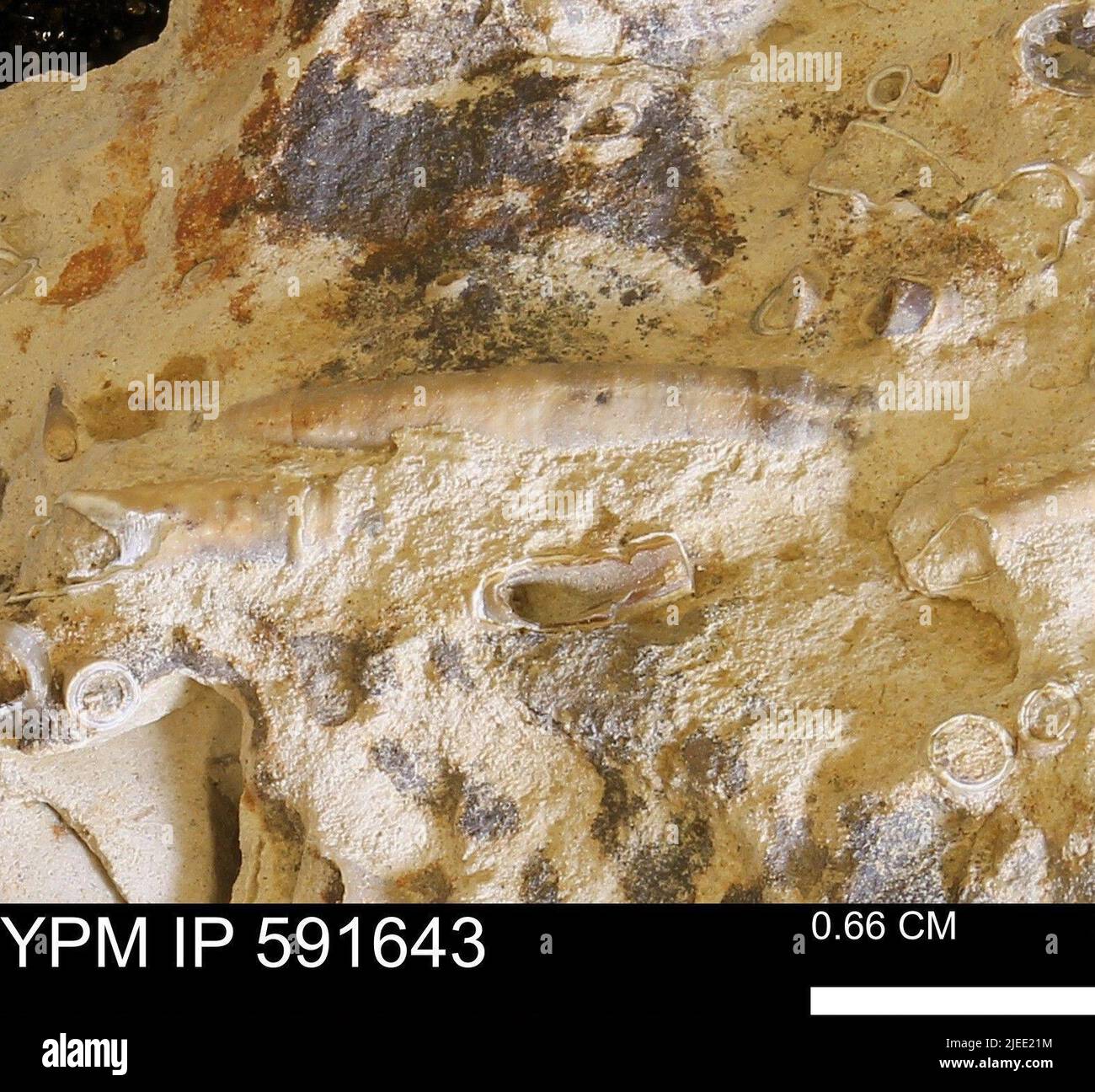 Undet serpulidae animalia hi-res stock photography and images - Alamy