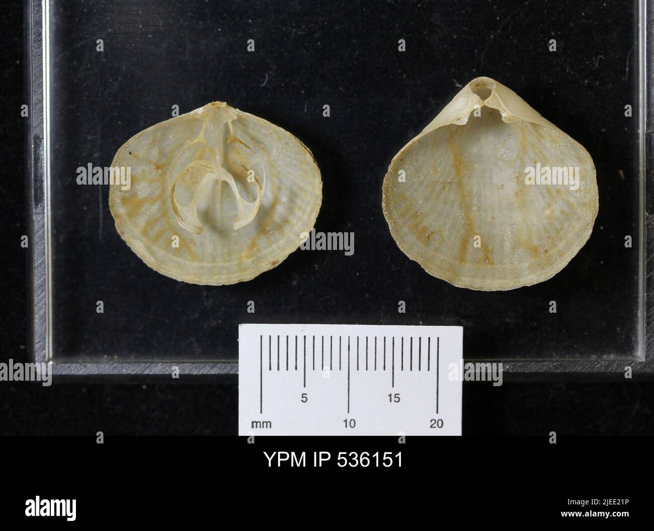 1791 animalia hi-res stock photography and images - Alamy