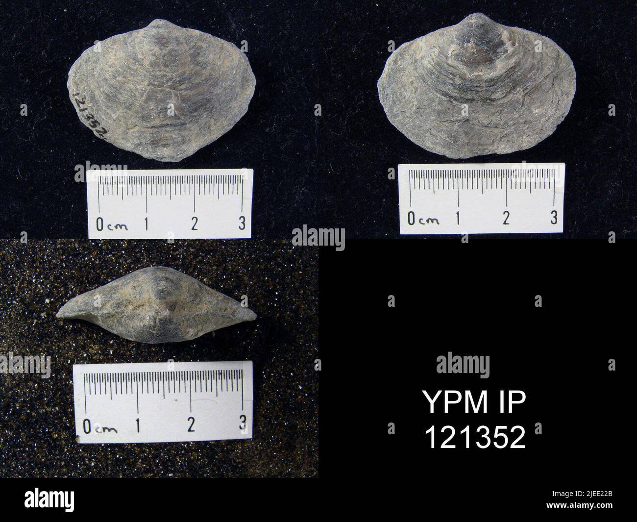Athyris spiriferoides Eaton Stock Photo - Alamy