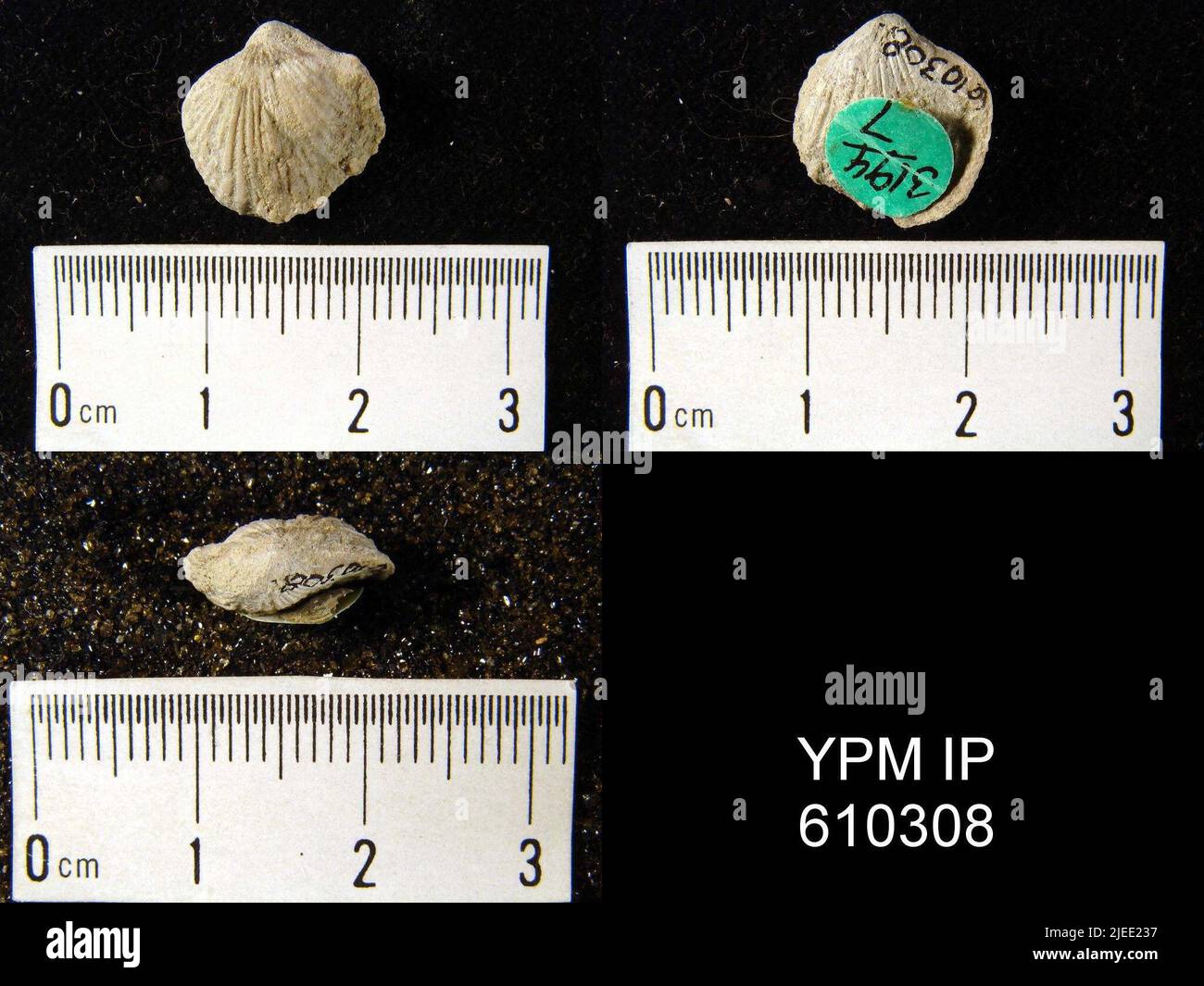 Atrypa hi-res stock photography and images - Alamy