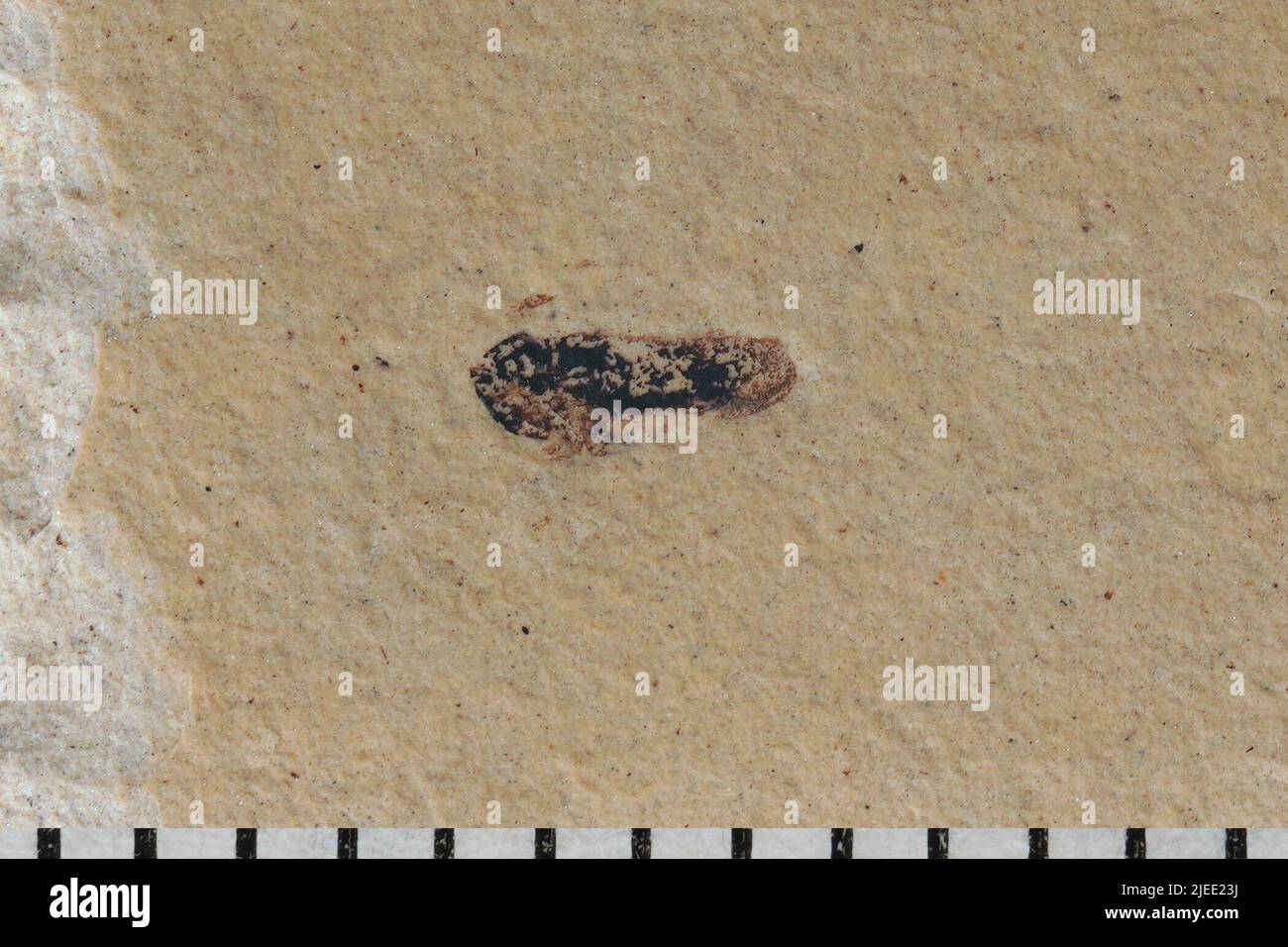 Undet auchenorrhyncha animalia hi-res stock photography and images - Alamy