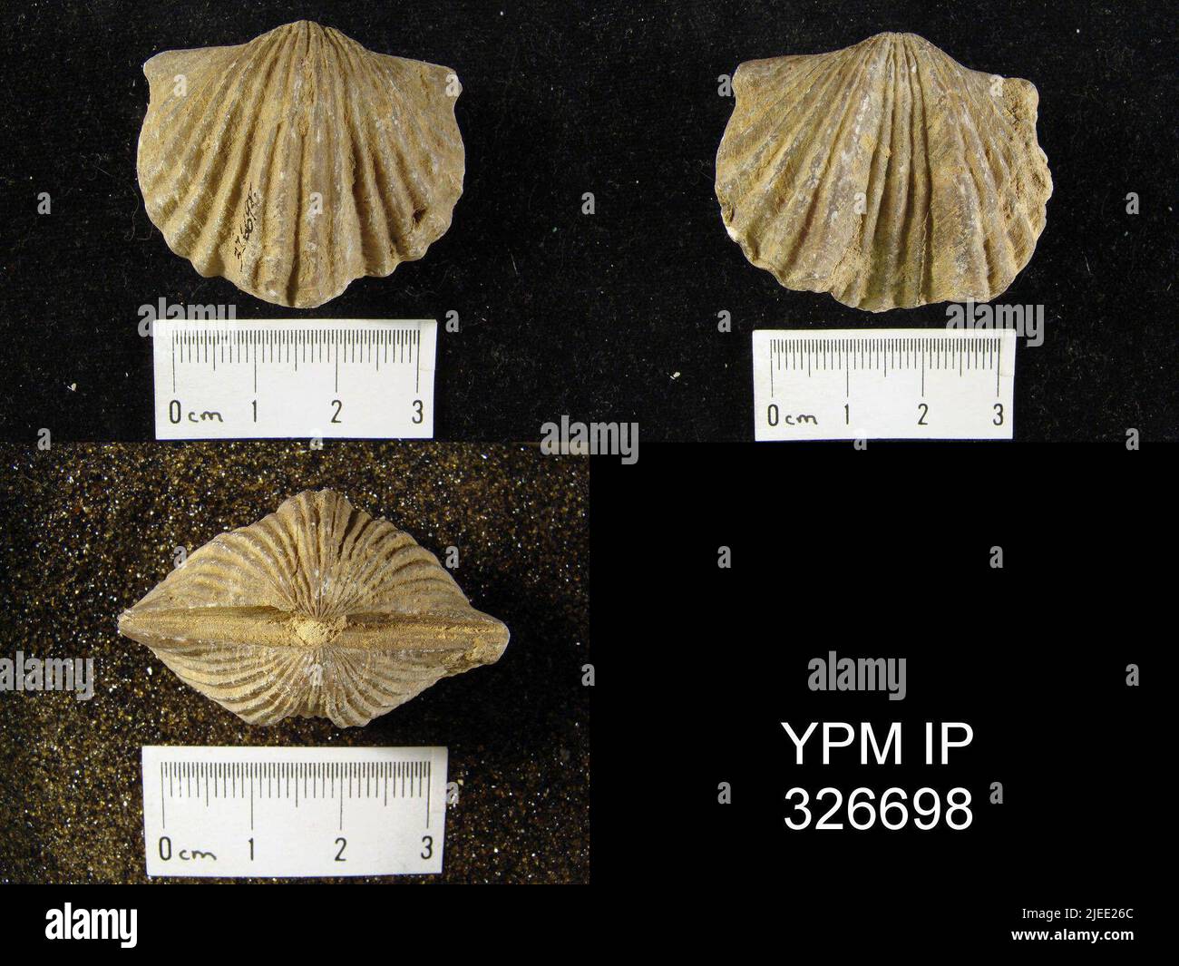 Platystrophia lynx (von Eichwald Stock Photo - Alamy