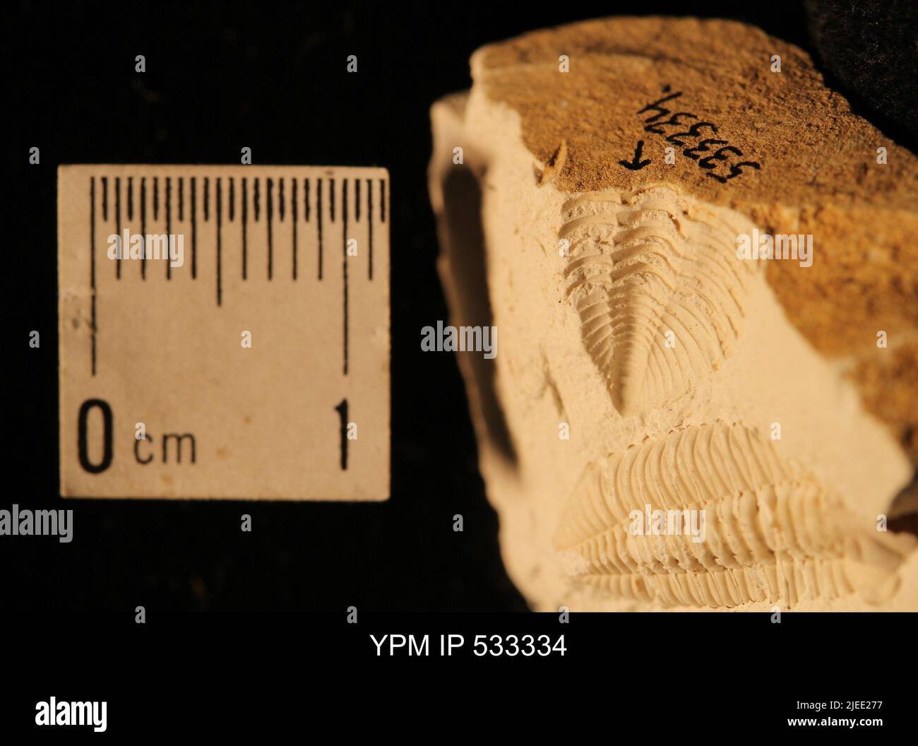 1864 animalia hi-res stock photography and images - Alamy