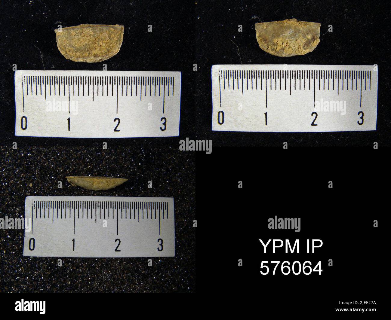 Sowerby collection hi-res stock photography and images - Alamy