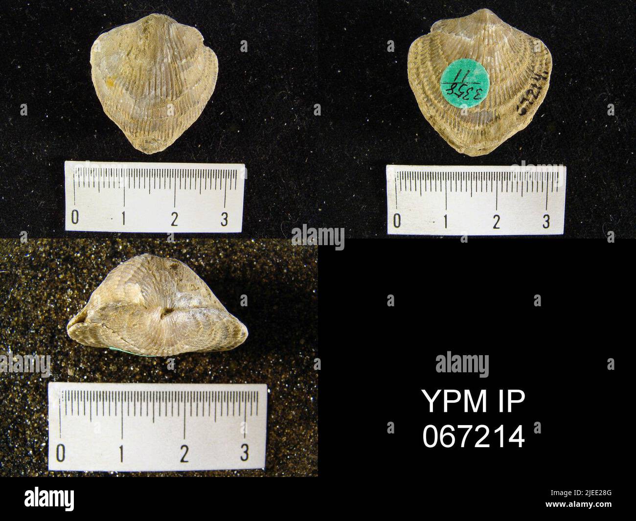 Atrypa reticularis Linnaeus, 1767 Stock Photo - Alamy