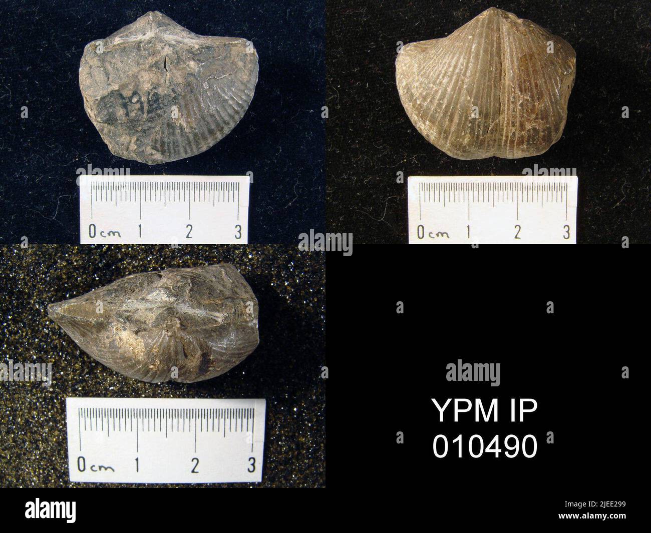 Spirifer sp hi-res stock photography and images - Alamy