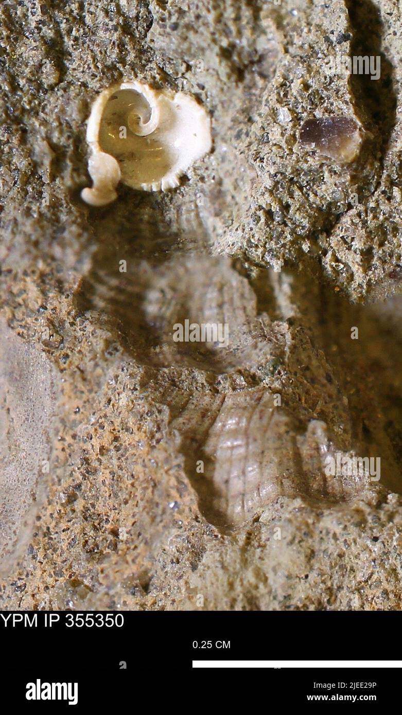 Snails body structure hi-res stock photography and images - Alamy