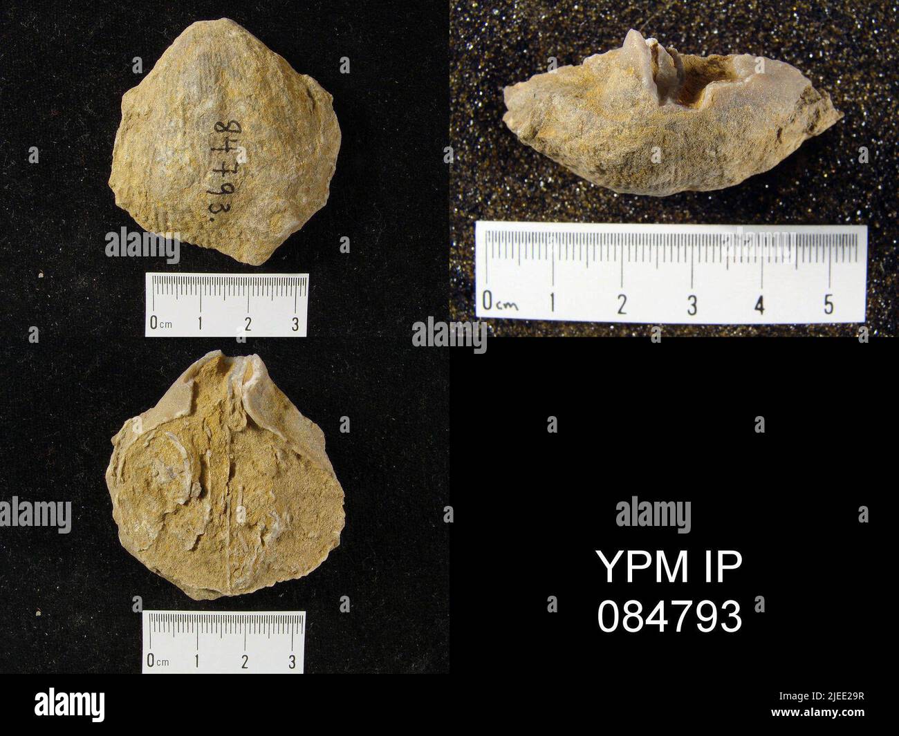 Conchidium hi-res stock photography and images - Alamy