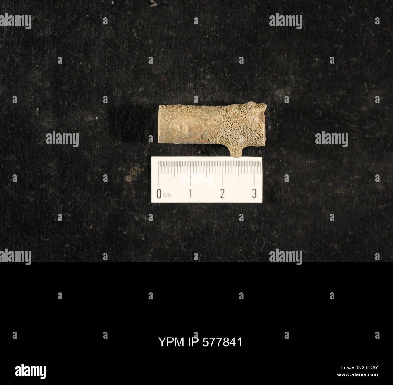 1868 animalia hi-res stock photography and images - Alamy