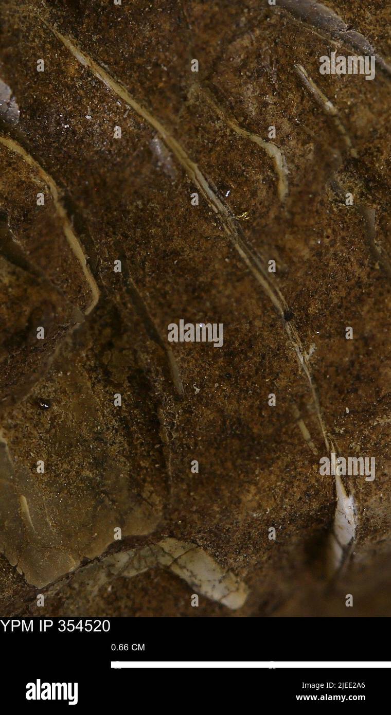 Phylum mollusca classification hi-res stock photography and images - Alamy