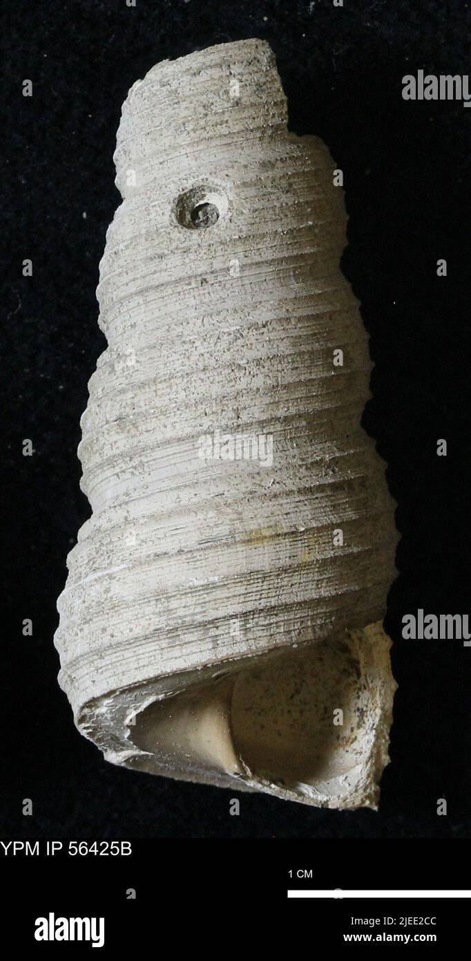 Turritella sp animalia hi-res stock photography and images - Alamy