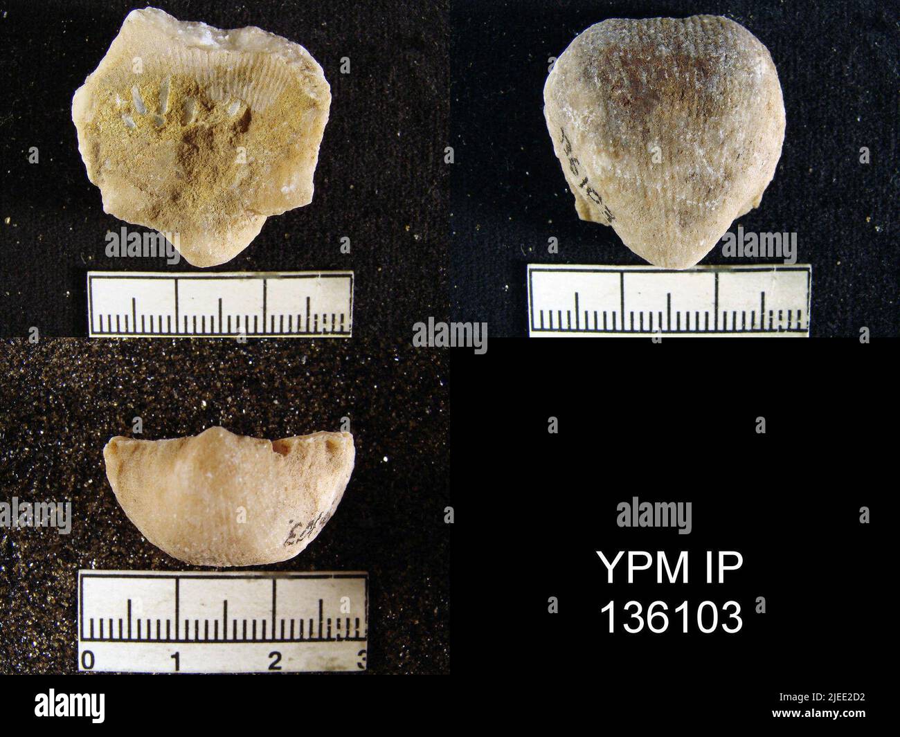 Productus (Linoproductus) lineatus Stock Photo - Alamy