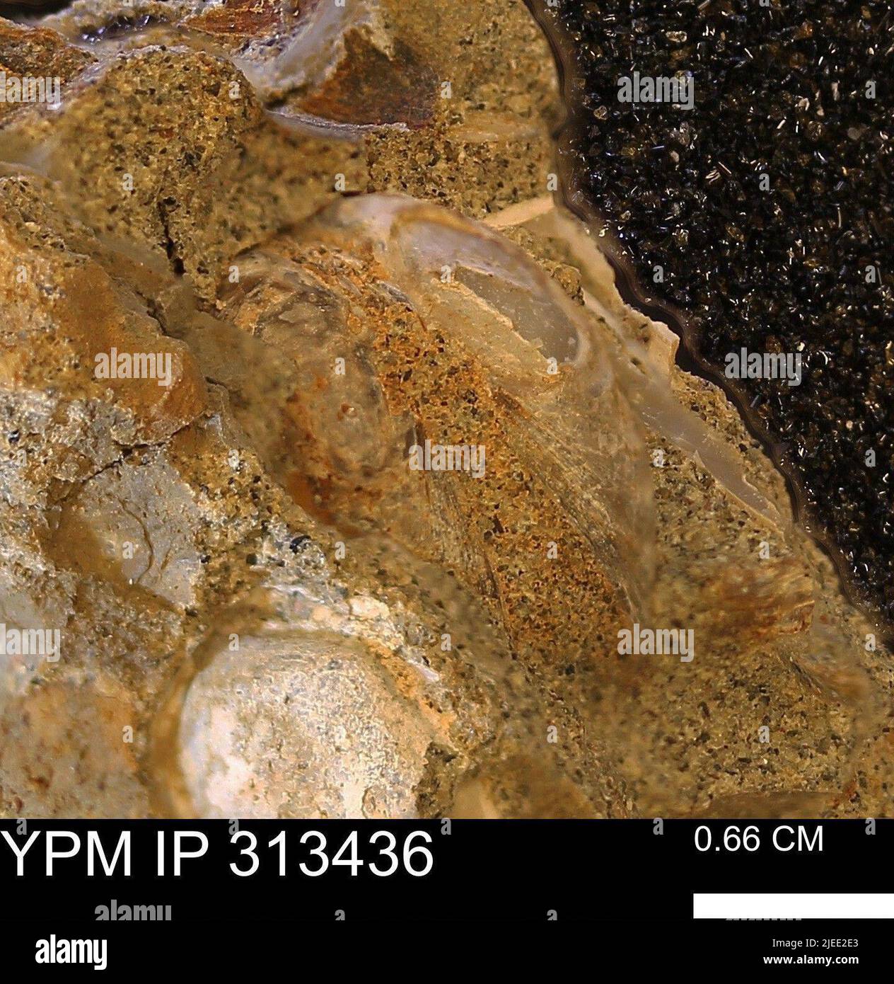 Corbicula sp animalia hi-res stock photography and images - Alamy